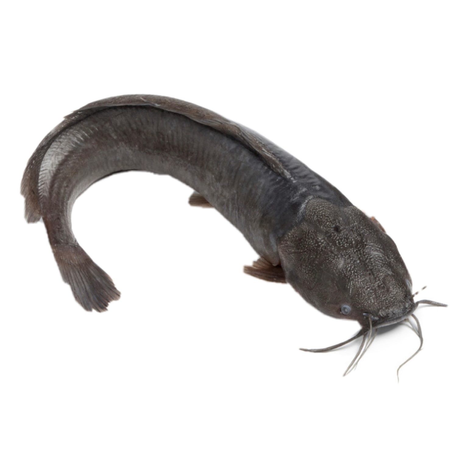 Import and Export Fresh & Frozen Catfish (Magur) Vietnam - Asia