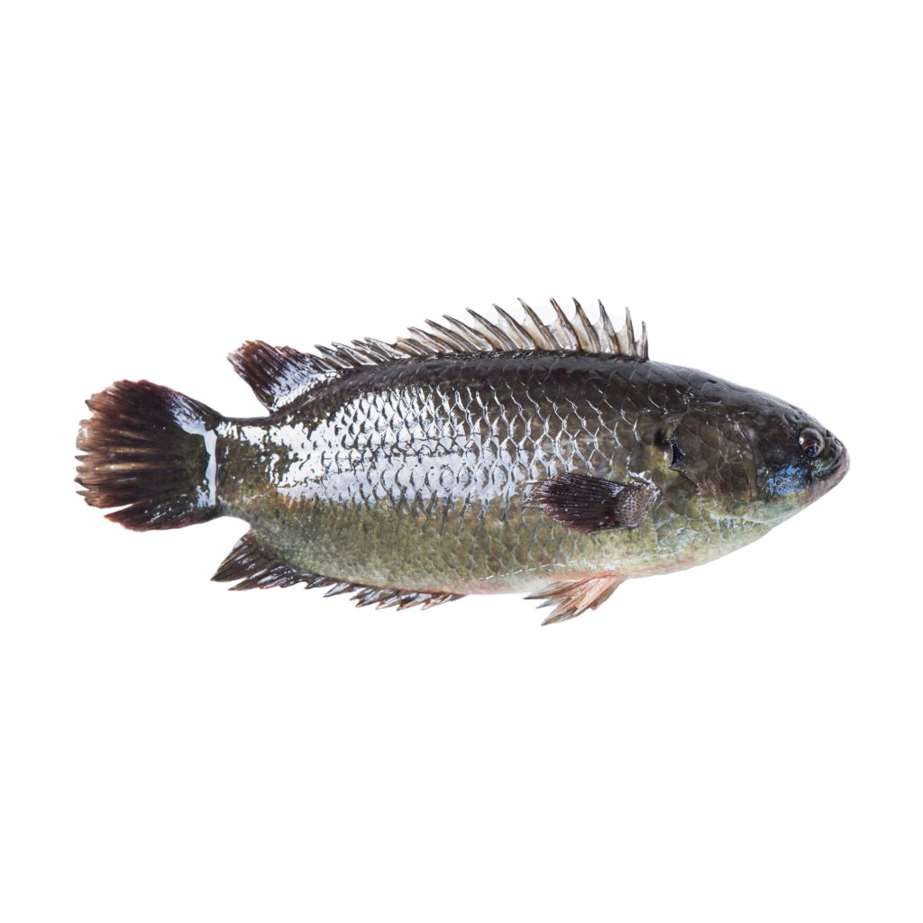 High Quality Fresh & Frozen Climbing Perch (Koi Fish) Suppliers