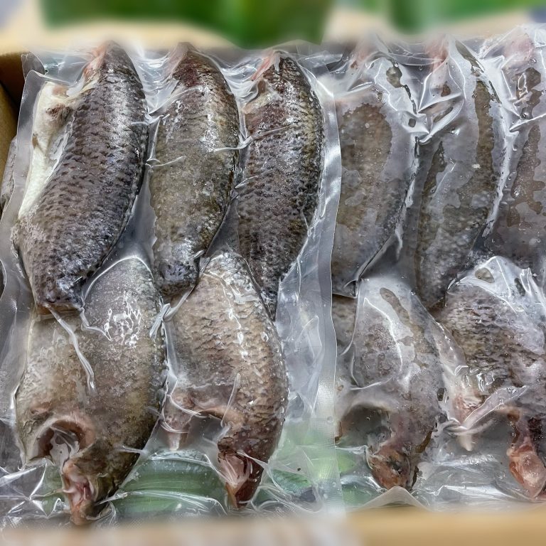 Best Offer In June Quality Fresh And Frozen Black Tilapia Exporter