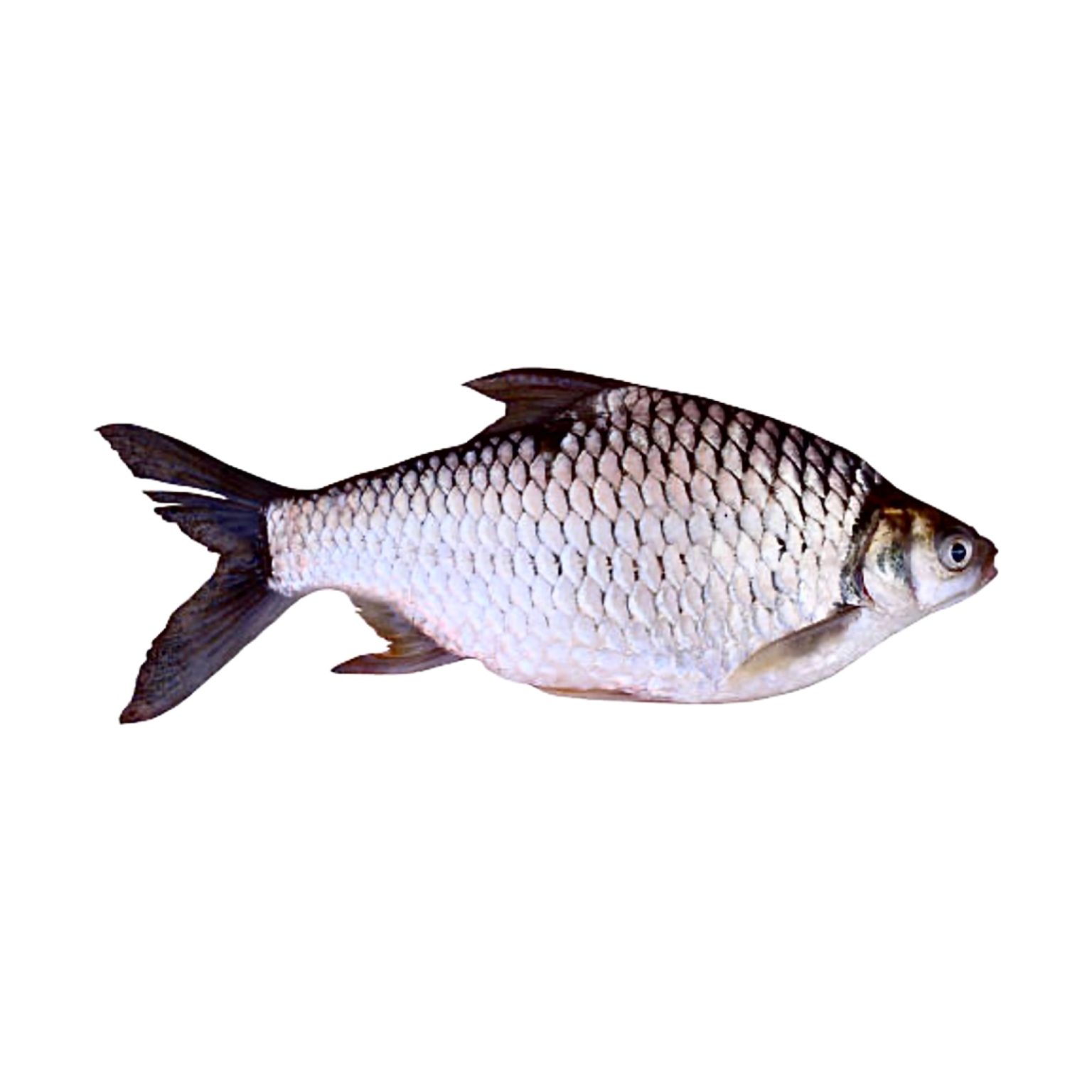 Good Price - Frozen Silver Bard (Puti) in Vietnam - Asia Suppliers