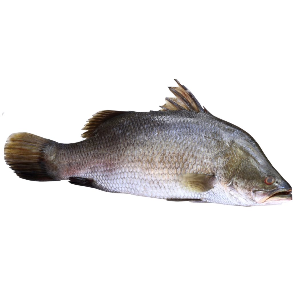 Fresh & Frozen Freshwater Barramundi for Export at Good Price