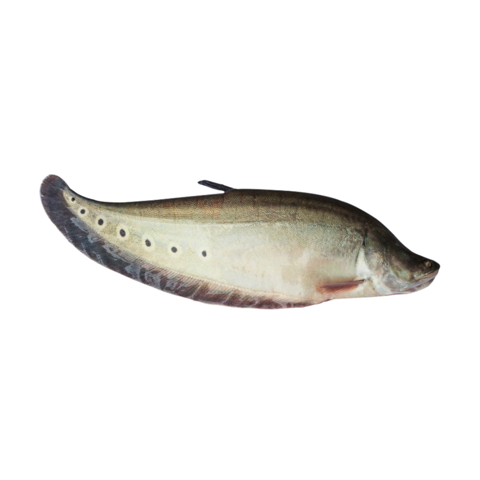 Frozen Chitala (Chital) Whole Fish & Fish Paste Suppliers - Vietnam