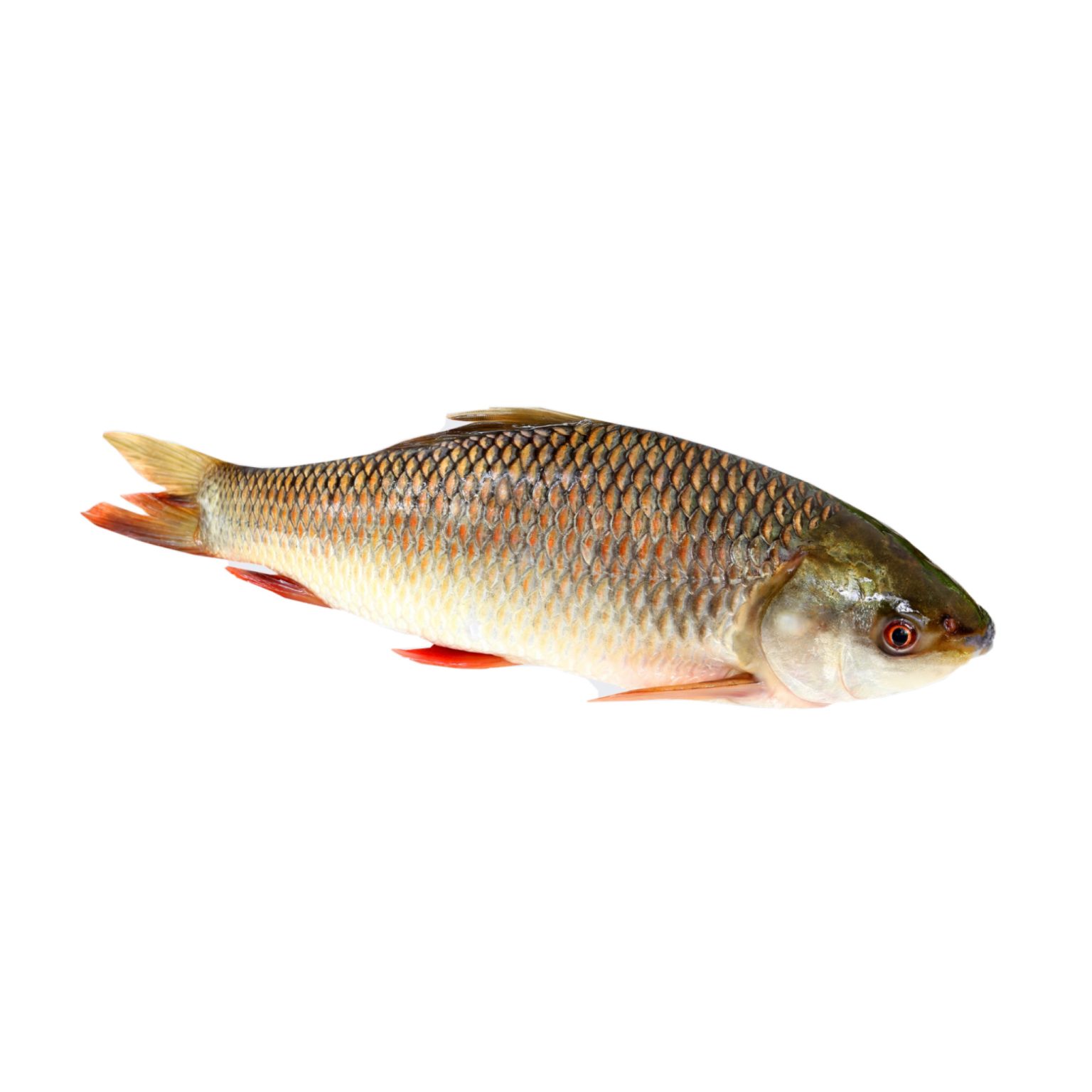 Best Price Frozen Rohu Fish Whole & Sliced Exporters in Vietnam