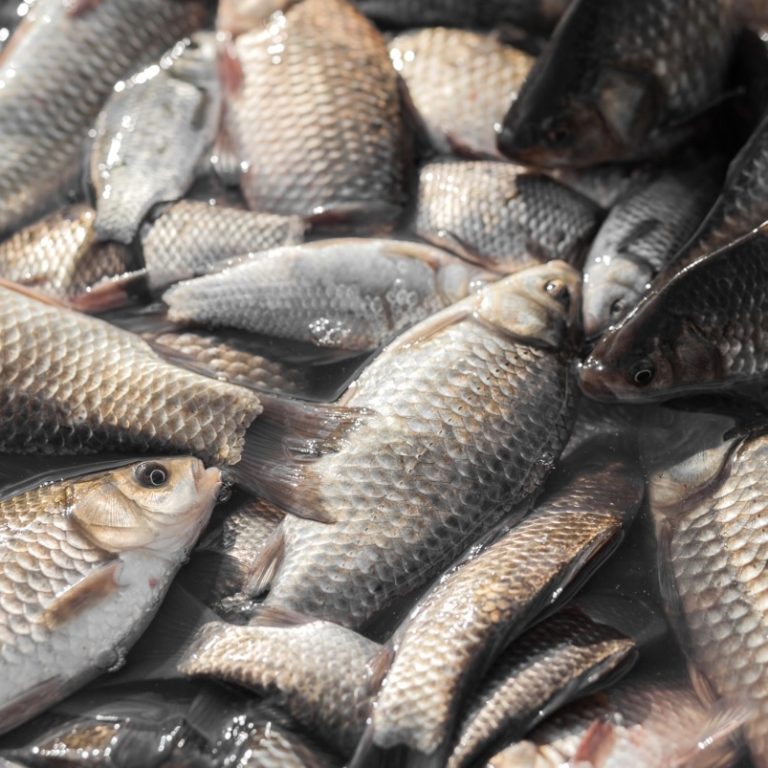 High Quality Fresh and Frozen Carp Fish Suppliers & Exporters
