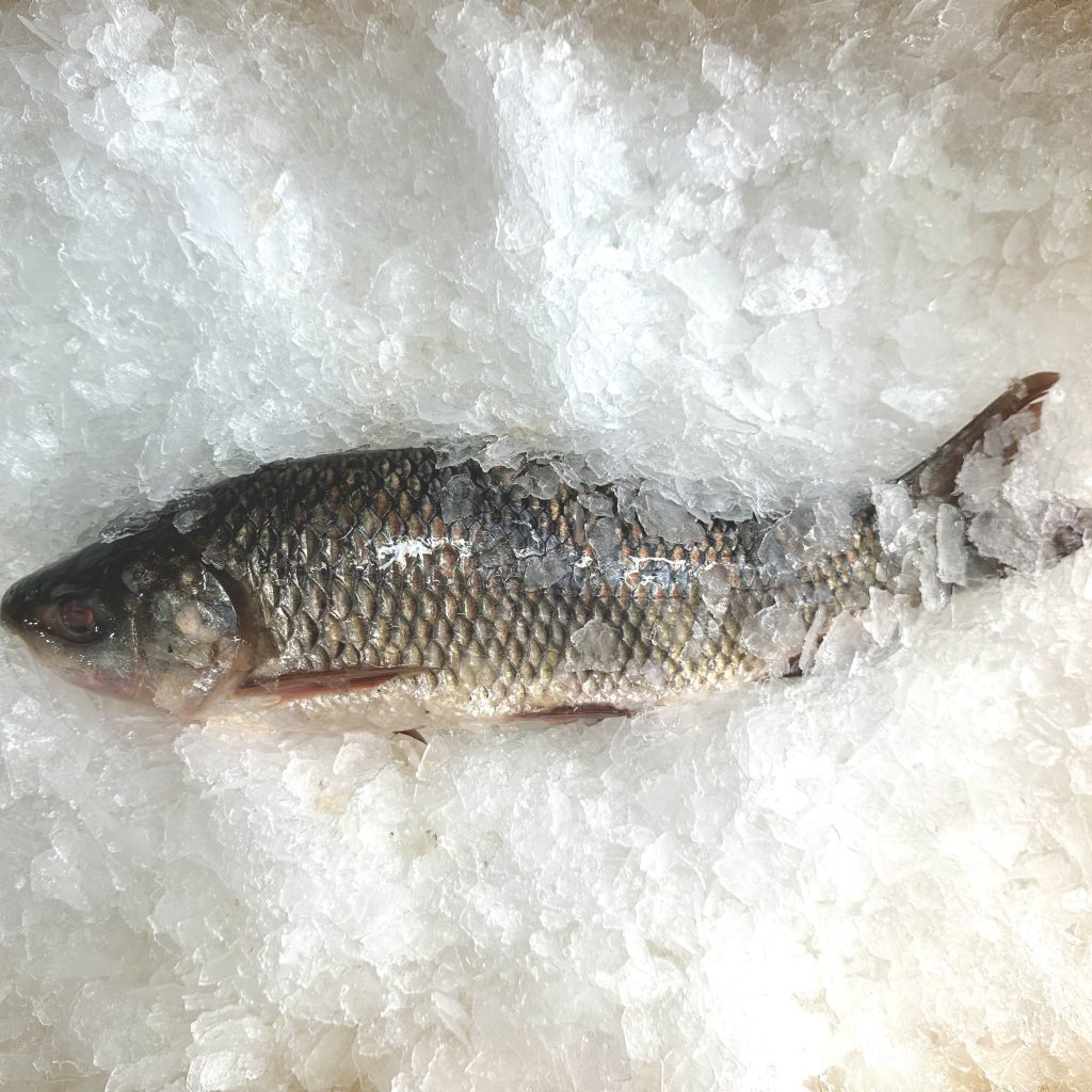 Best Price Frozen Rohu Fish Whole & Sliced Exporters in Vietnam