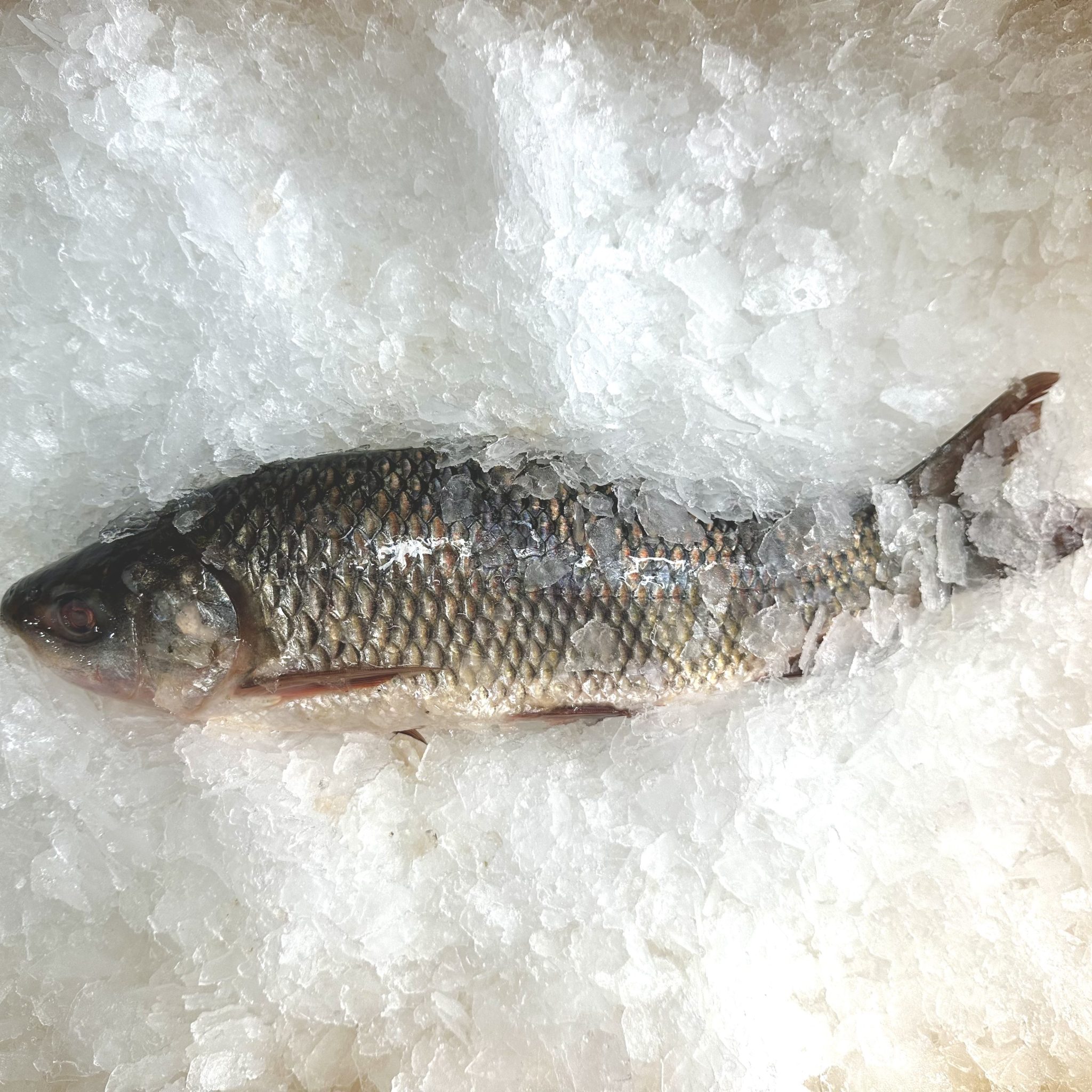 Best Price Frozen Rohu Fish Whole & Sliced Exporters in Vietnam