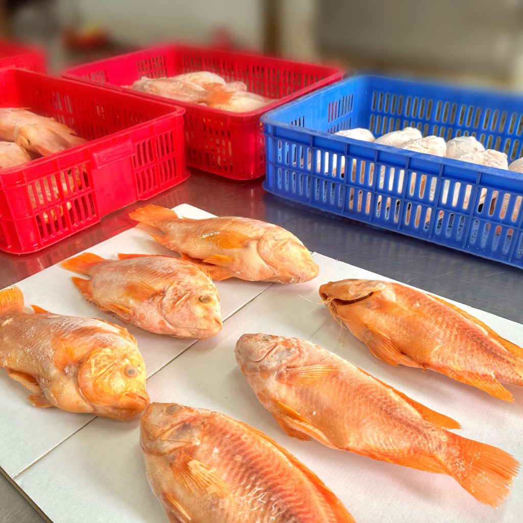 Best Price High Quality Frozen Red Tilapia Suppliers And Exporters