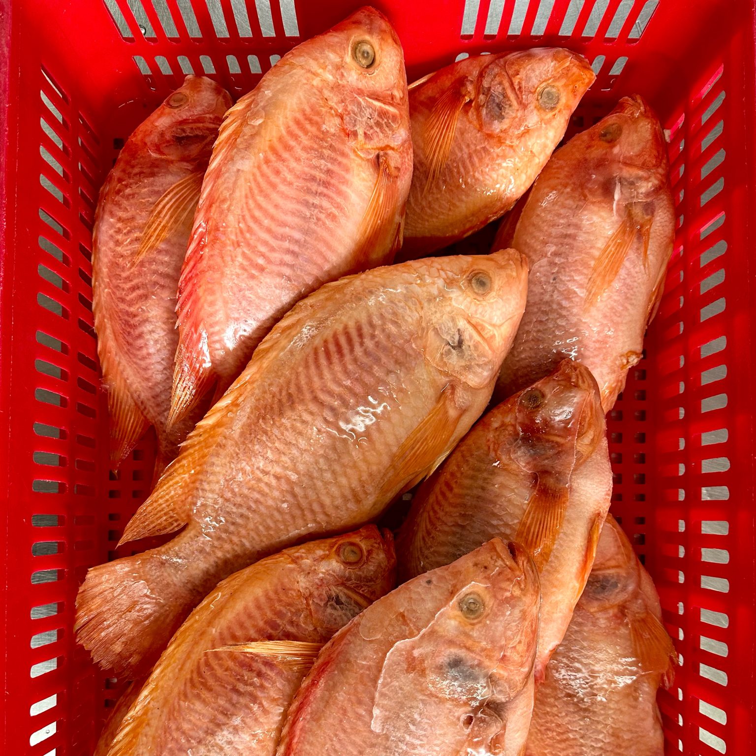 Best-seller Seafood - Fresh & Frozen Snakehead Exporters Vietnam