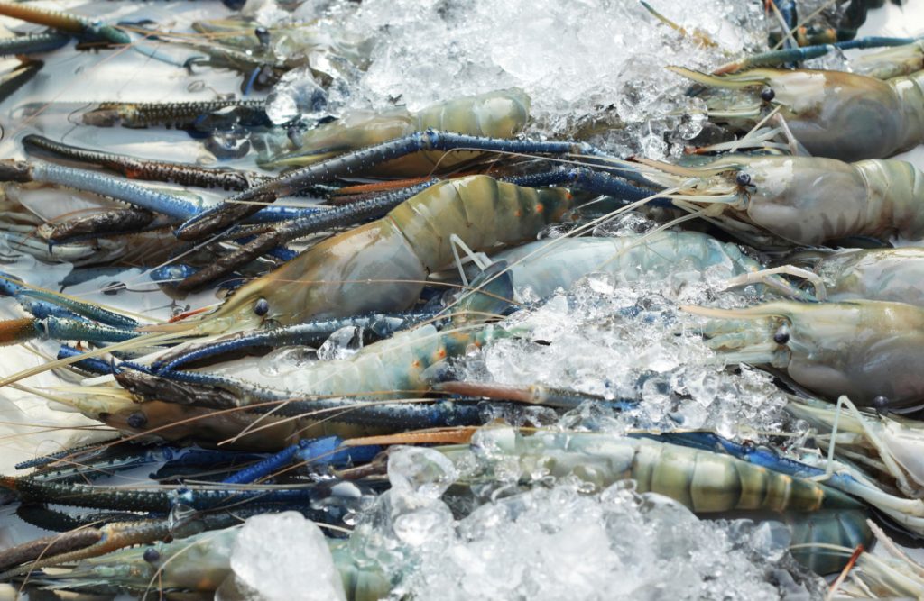 Best Export Seafood - Quality Fresh & Frozen Scampi Shrimp