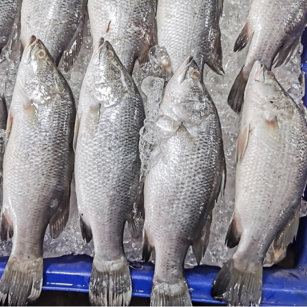 Fresh & Frozen Freshwater Barramundi for Export at Good Price