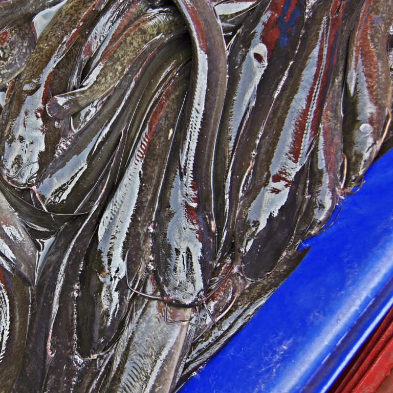 Import and Export Fresh & Frozen Catfish (Magur) Vietnam - Asia