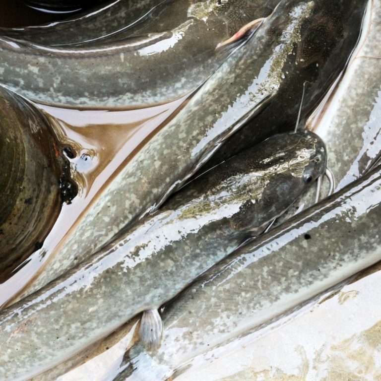 Import and Export Fresh & Frozen Catfish (Magur) Vietnam - Asia