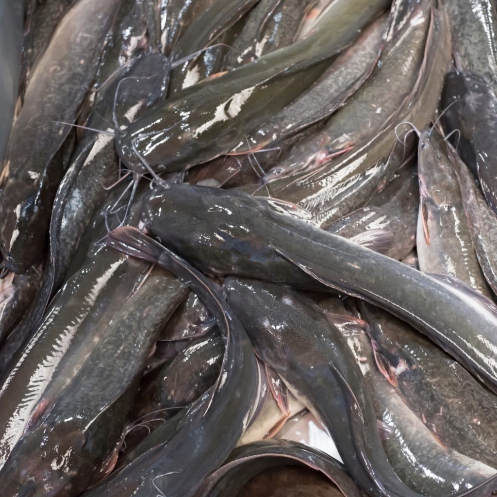 Import and Export Fresh & Frozen Catfish (Magur) Vietnam - Asia