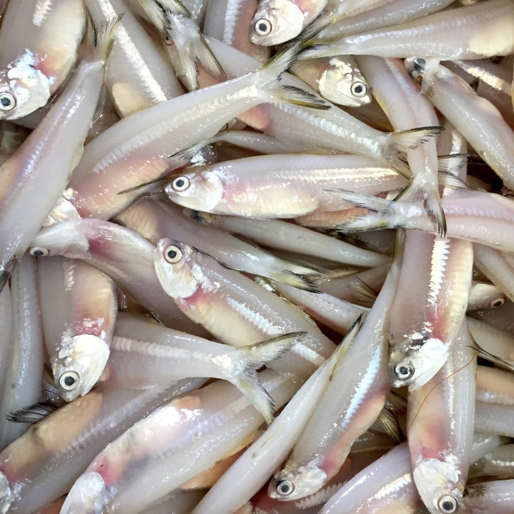 Fresh & Frozen Keski (Silver Fish) Exporters in Vietnam - Asia