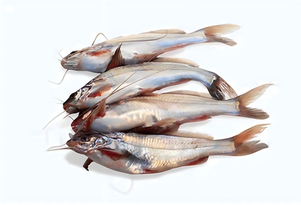 Find Fresh & Frozen Tengra Fish (Mystus) Exporters in Vietnam