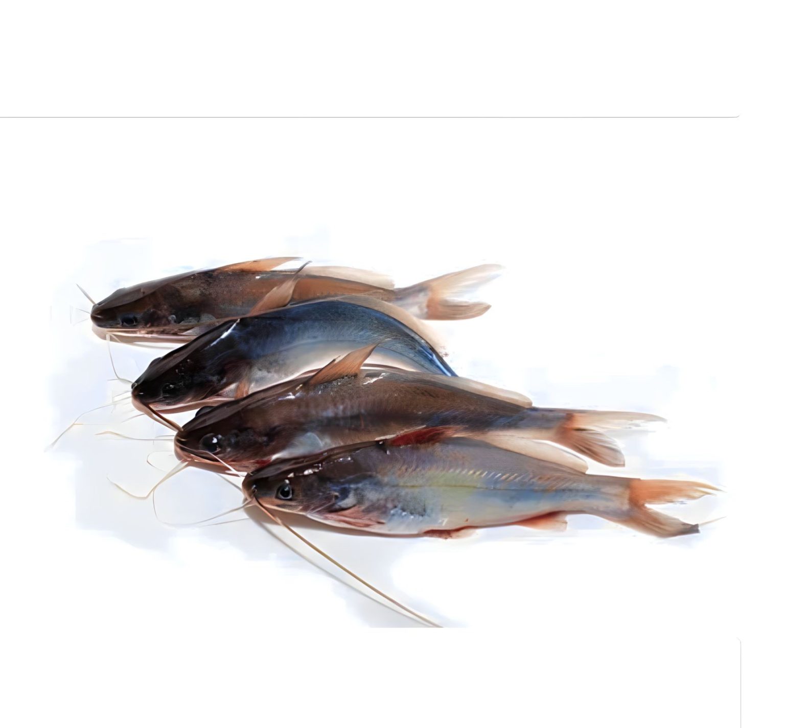 Find Fresh & Frozen Tengra Fish (Mystus) Exporters in Vietnam