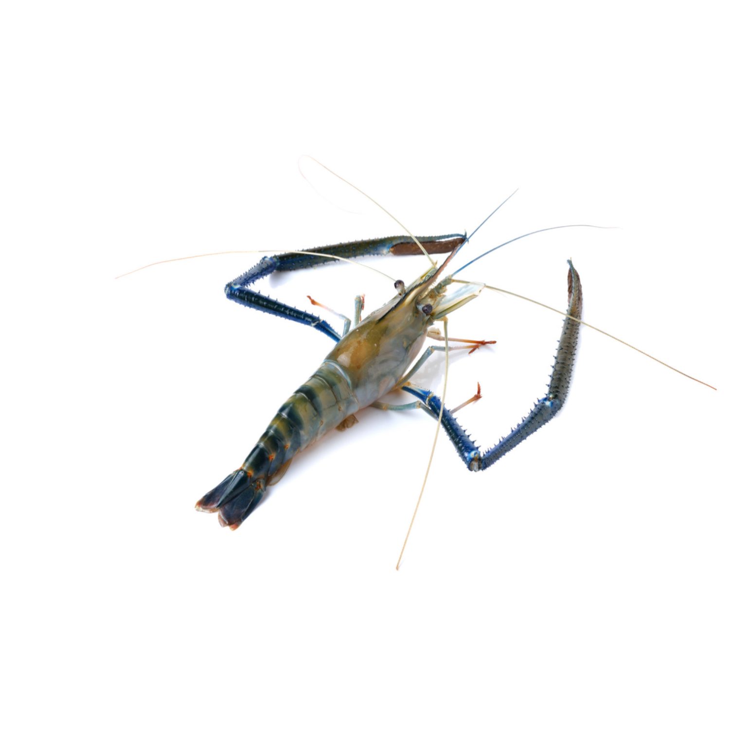 Best Export Seafood - Quality Fresh & Frozen Scampi Shrimp