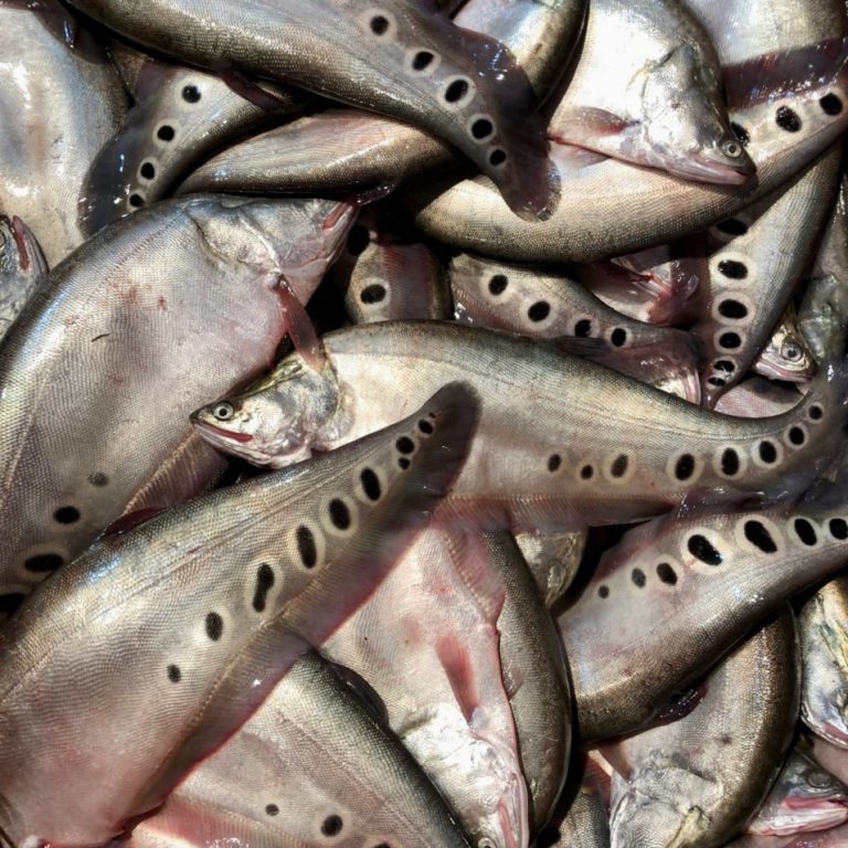 Frozen Chitala (Chital) Whole Fish & Fish Paste Suppliers - Vietnam