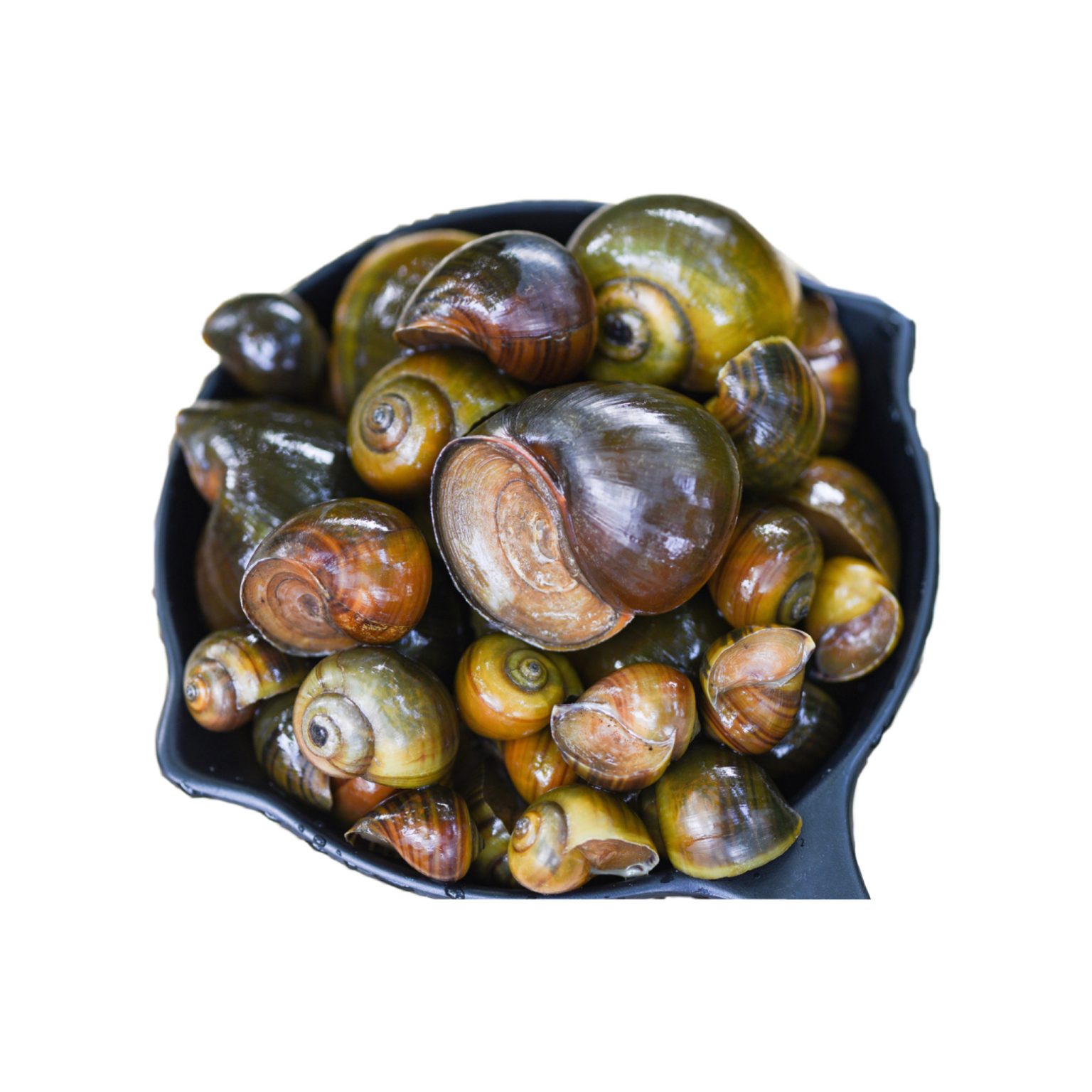 Wholesale Frozen Apple Snails Meat Supplier & Exporter - Vietnam